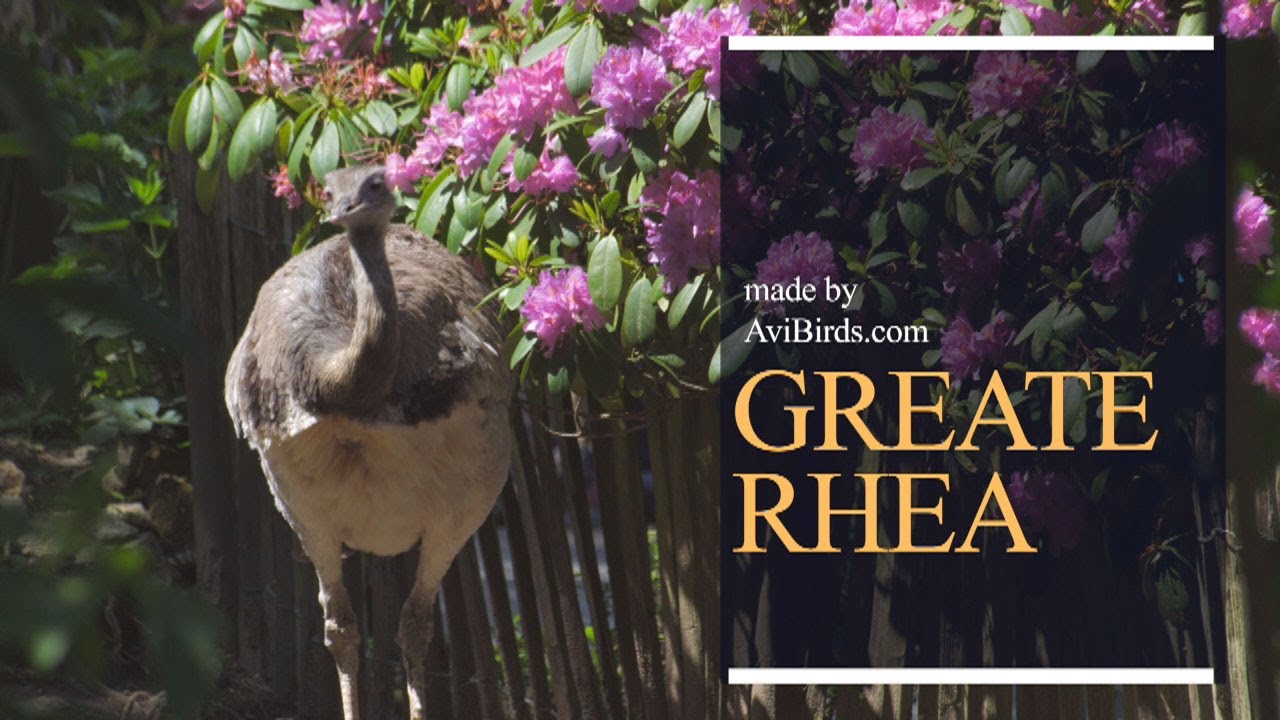 Greate Rhea [Rhea Americana] - YouTube