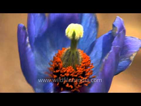 Most Beautiful Himalayan Flower? Rare Blue Poppy In Sikkim