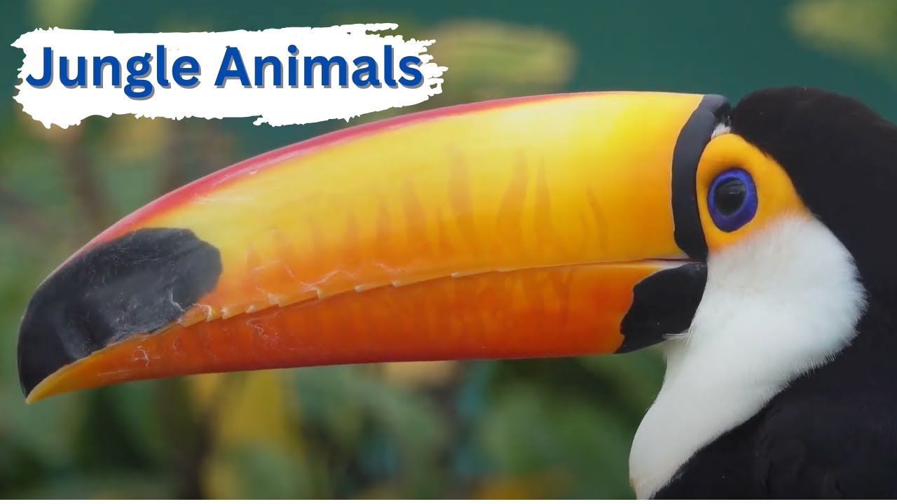 Discover The Hidden World of Tropical Forest Animals! - YouTube