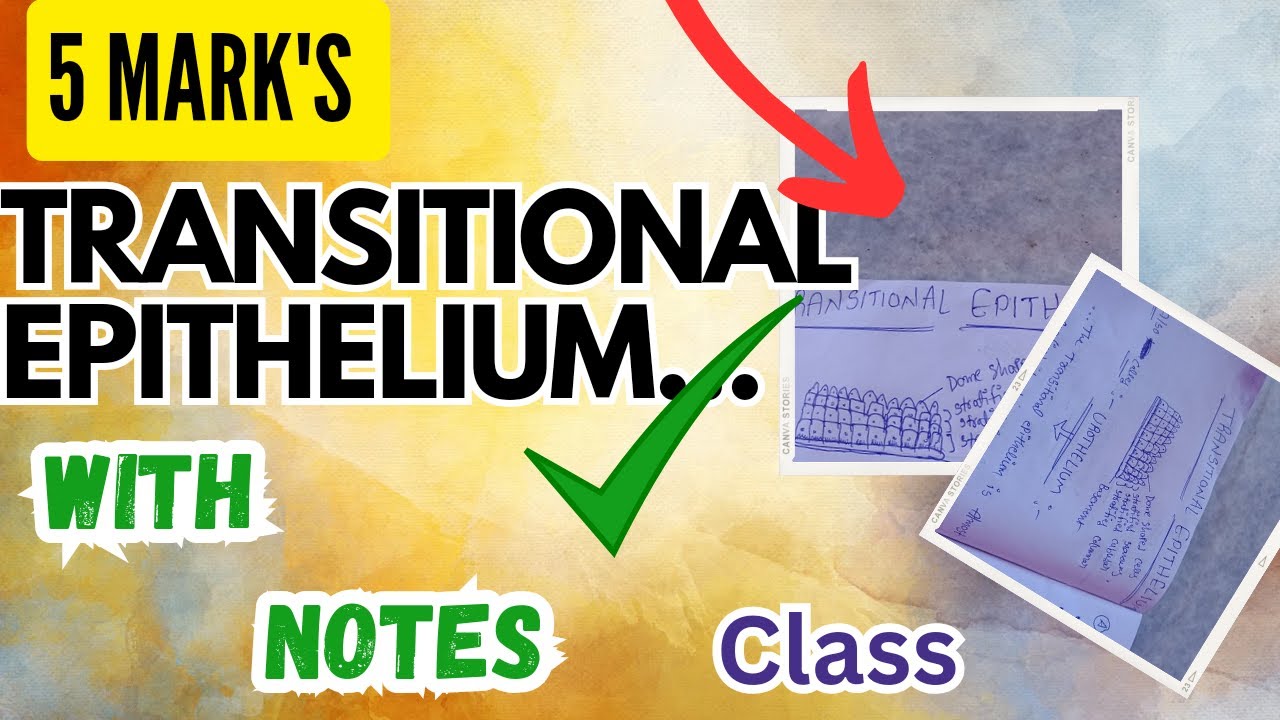 Transitional epithelium || full notes || class || anatomy full class ...