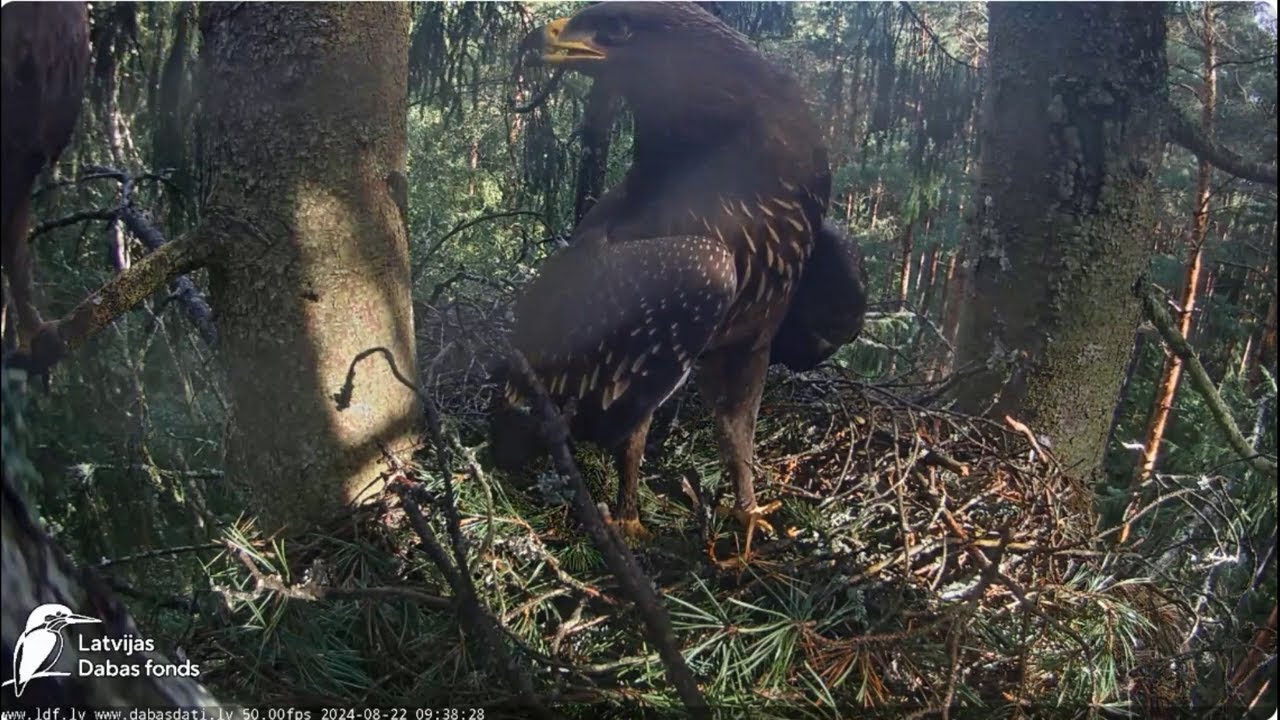 Maza pelīte Ievai / A little mouse for Eve LDF Lesser spotted eagle in ...