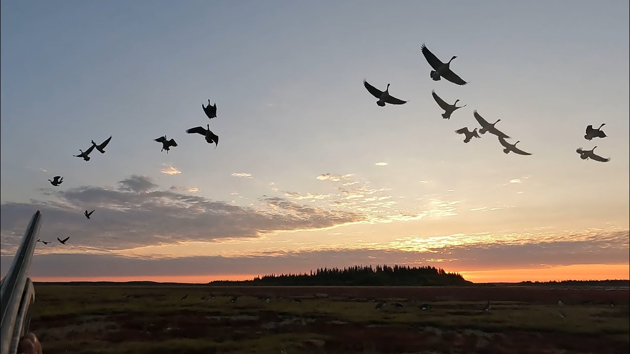 2023 fall goose/duck hunts - YouTube