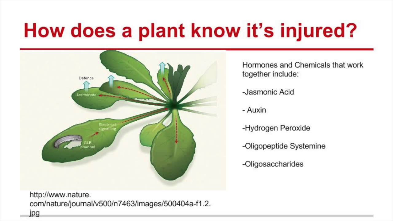 Biology 1520: Recovery and Defense in Vascular Plant Tissue - YouTube