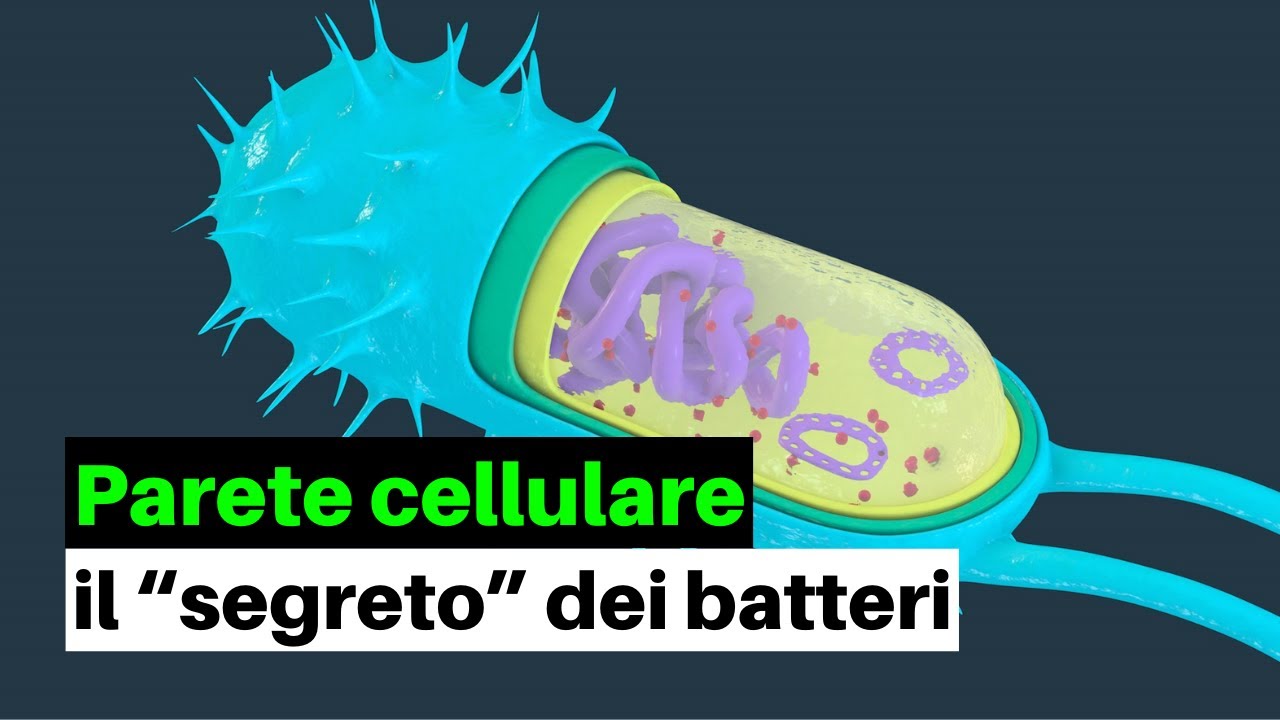 La parete cellulare batterica: il “segreto” dei batteri - YouTube