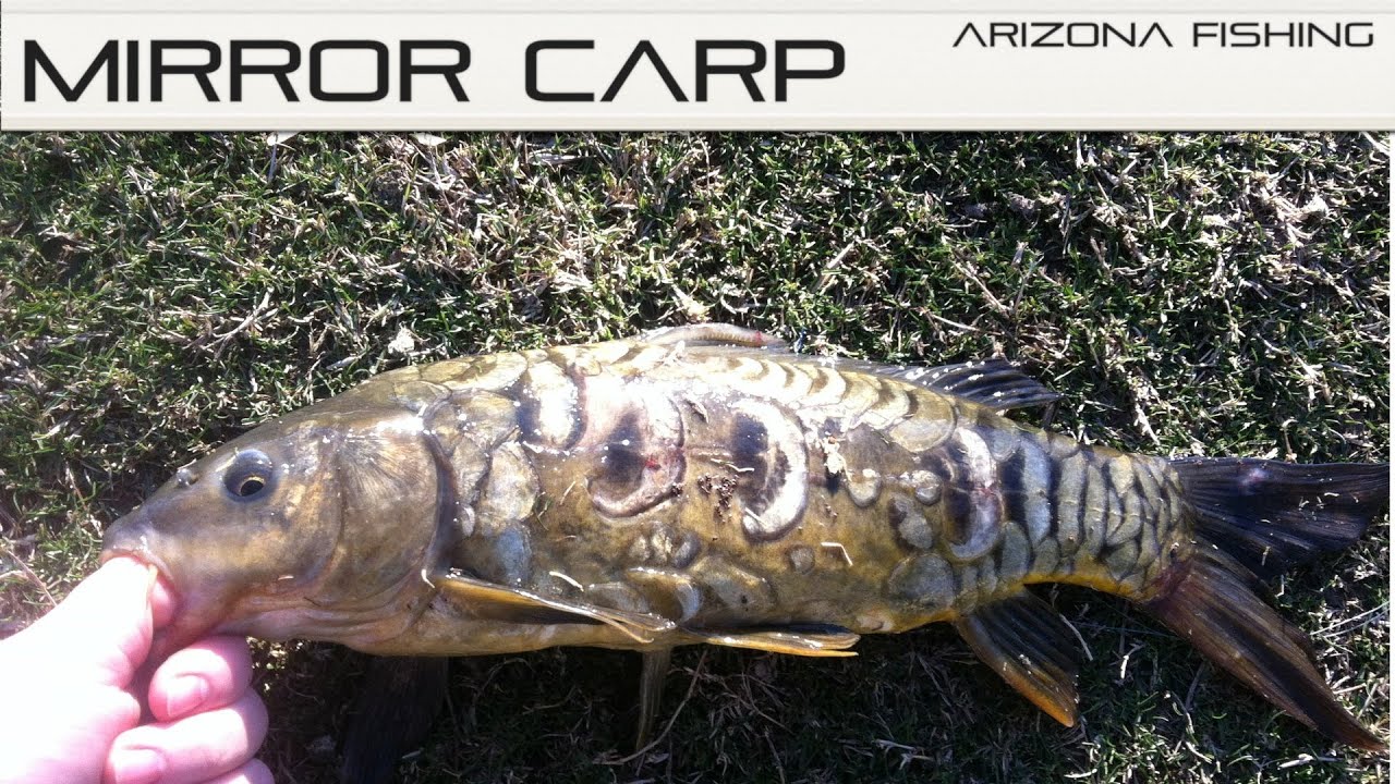 Arizona Fishing for Mirror Carp - YouTube