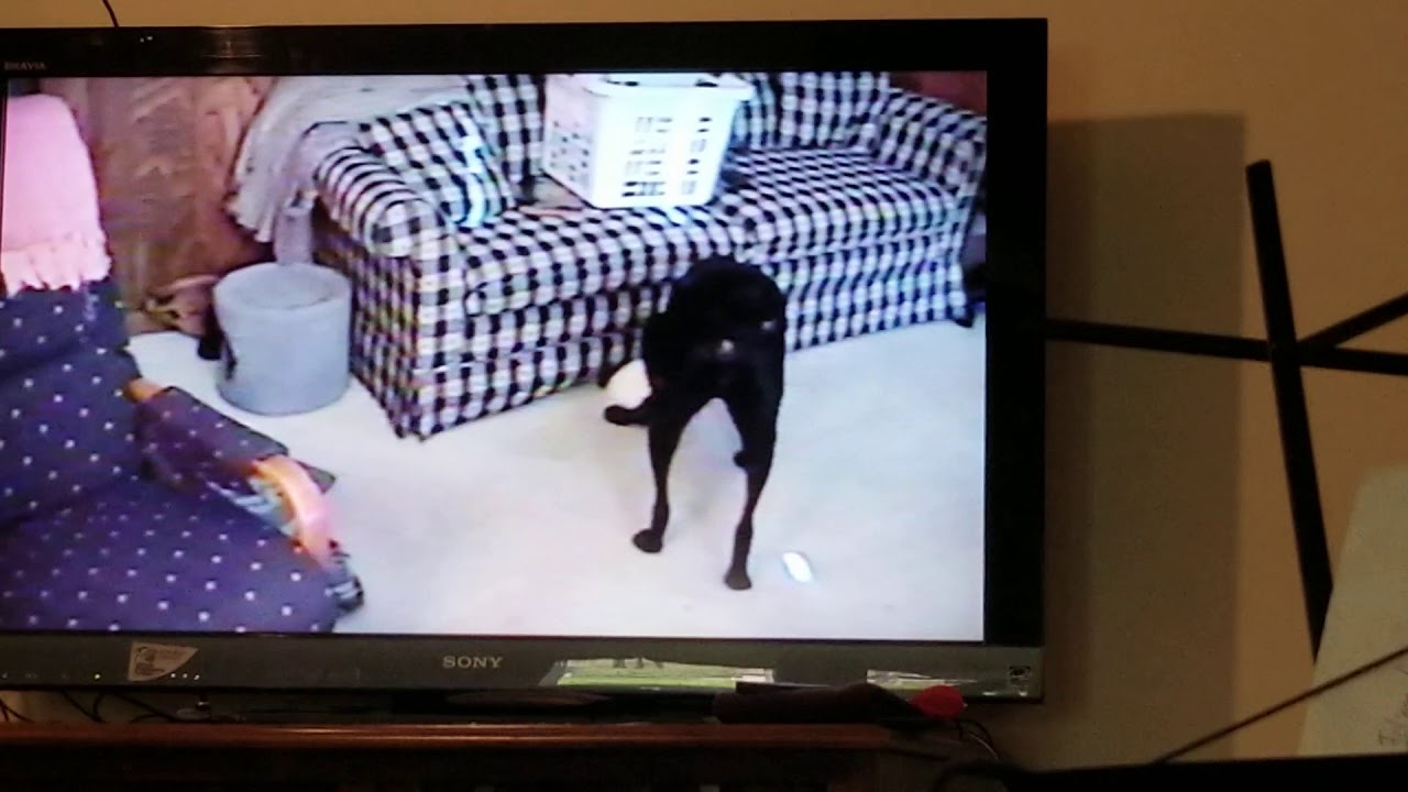 Tippy and cat 1 of 2 Funny - YouTube