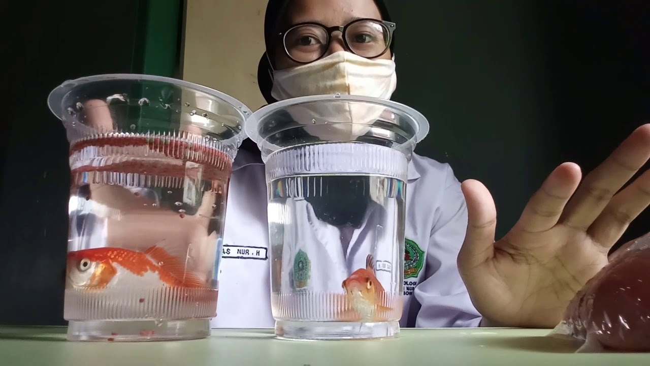 MINI PROJECT 2 ATRAKTAN PAKAN IKAN : JENIS, FUNGSI DAN RESPON IKAN ...