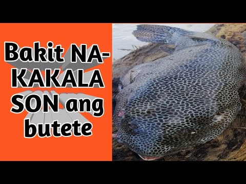 PANU NGA BA TANGGALAN NANG NAKAKALASON ANG BUTETE | WATCH AND LEARN ...