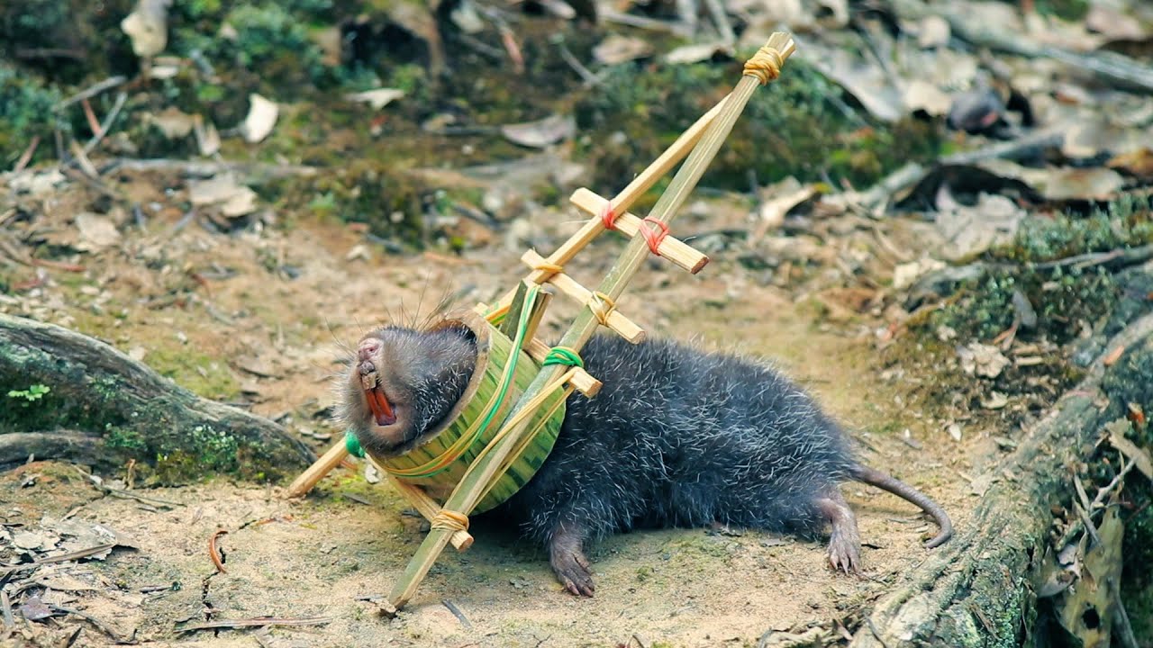 create bamboo hole trap catch ground rat | Primitive | Jungle life ...