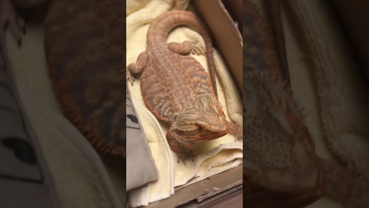 Bearded Dragon with respiratory infection - YouTube