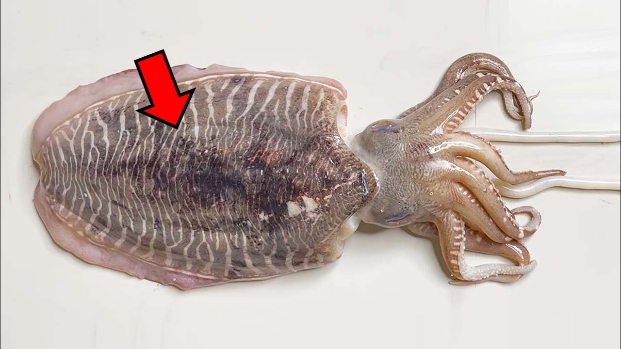 Cuttlefish Differ Significantly From Squid Cuttlefish Dissection