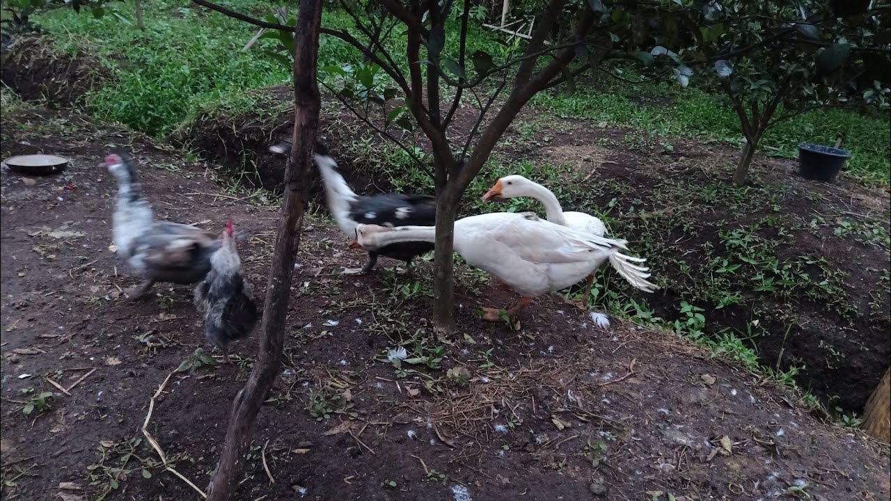 Ternak Kelinci,Marmut,Angsa/Soang dan entok - YouTube