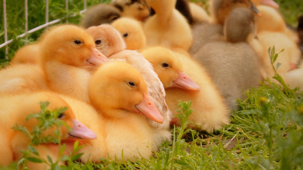 Ducks | Canon EOS M | Magic lantern RAW cinematic video - YouTube