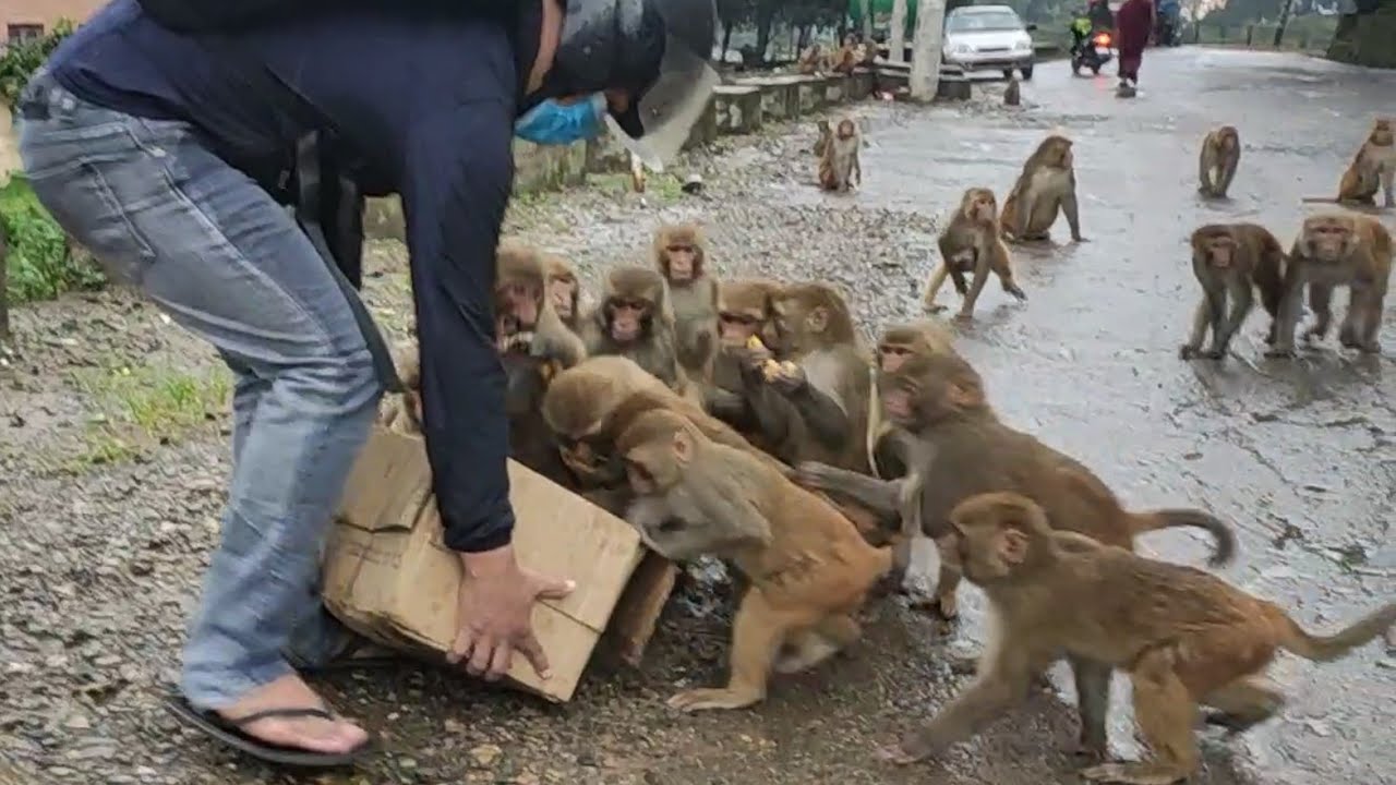 world fastest monkey || feeding group of Monkey - YouTube