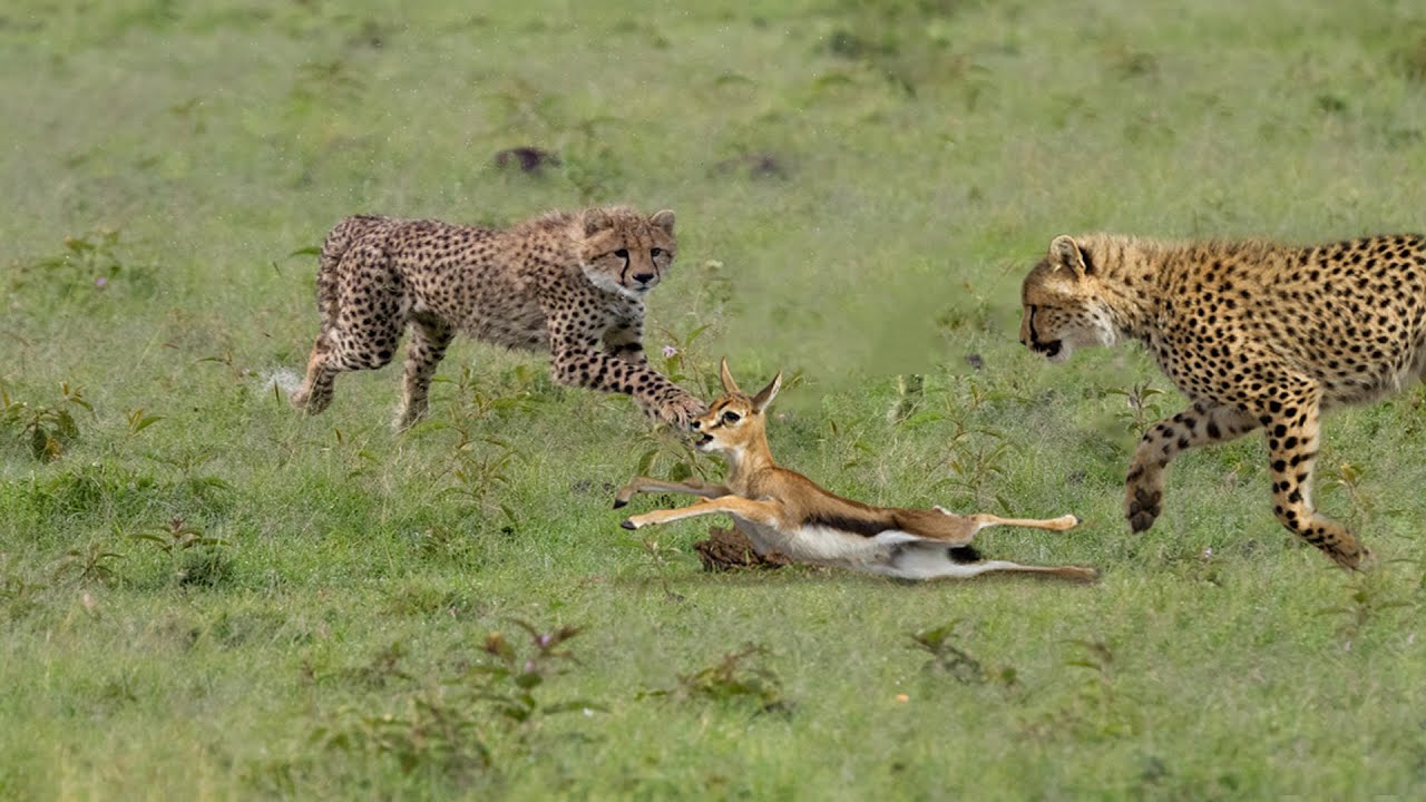 Leopard Hunt Gazelle