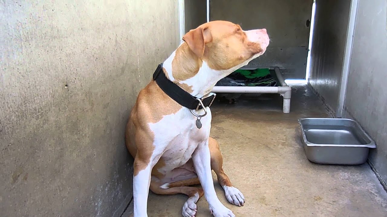 "NALA" A1234925, F, Pit Bull mix - OWNER SURRENDER is SCARED at the OC ...