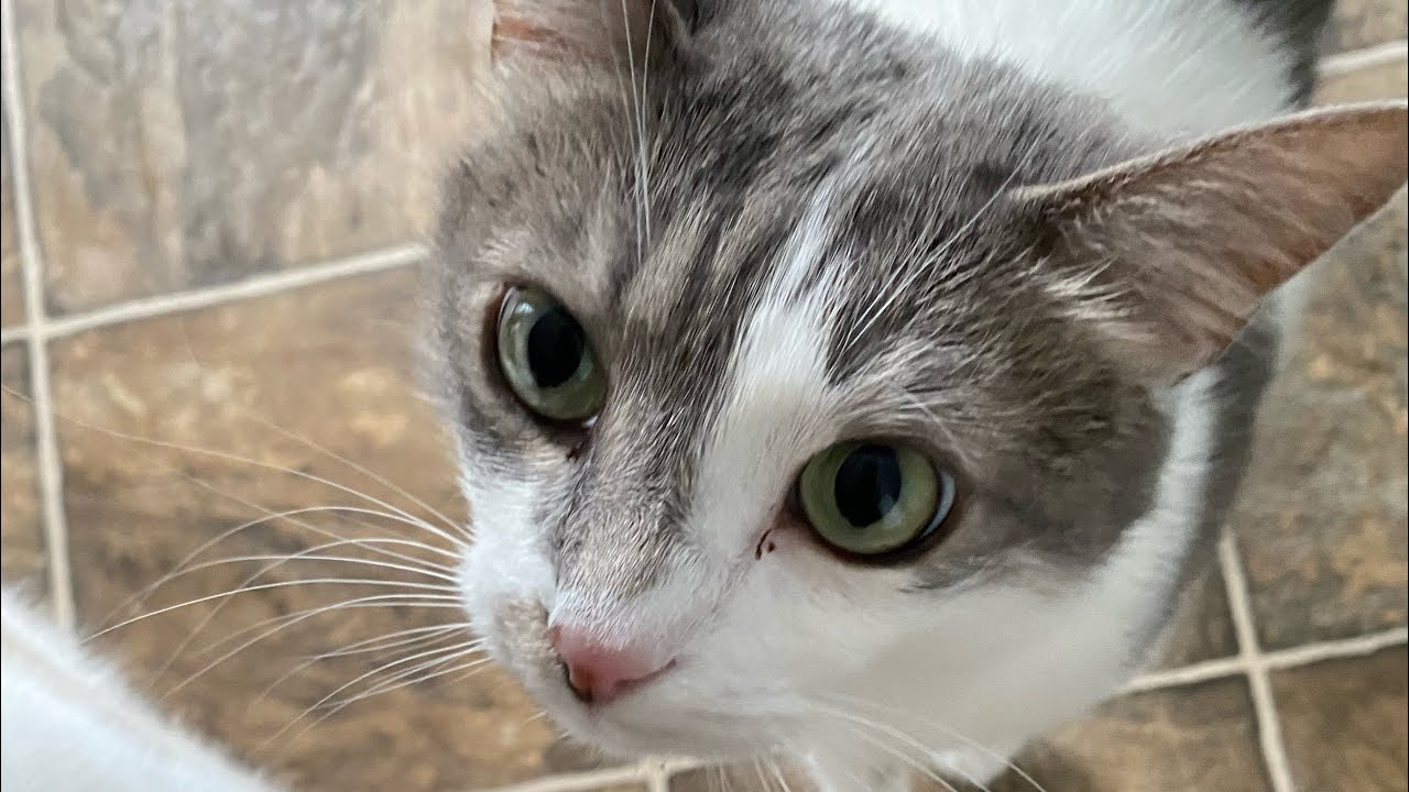 Cute Cat Eats Whole Quails 😮 | Raw Feeding 🥩 | ASMR - YouTube