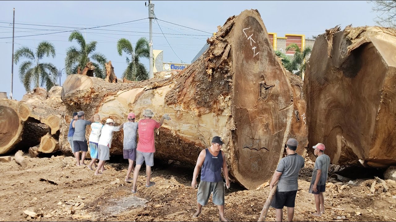 EYEWITNESS ; TENSIONARY MOMENTS WHEN GIANT BIG LOG IS SAWN AT THE WOOD ...