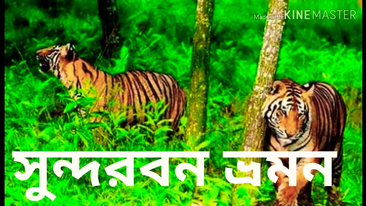 sundorbon/সুন্দরবন/ভ্রমন/traval/sundor jai ga/সুন্দর যায়গা/সুন্দরি/গাছ ...