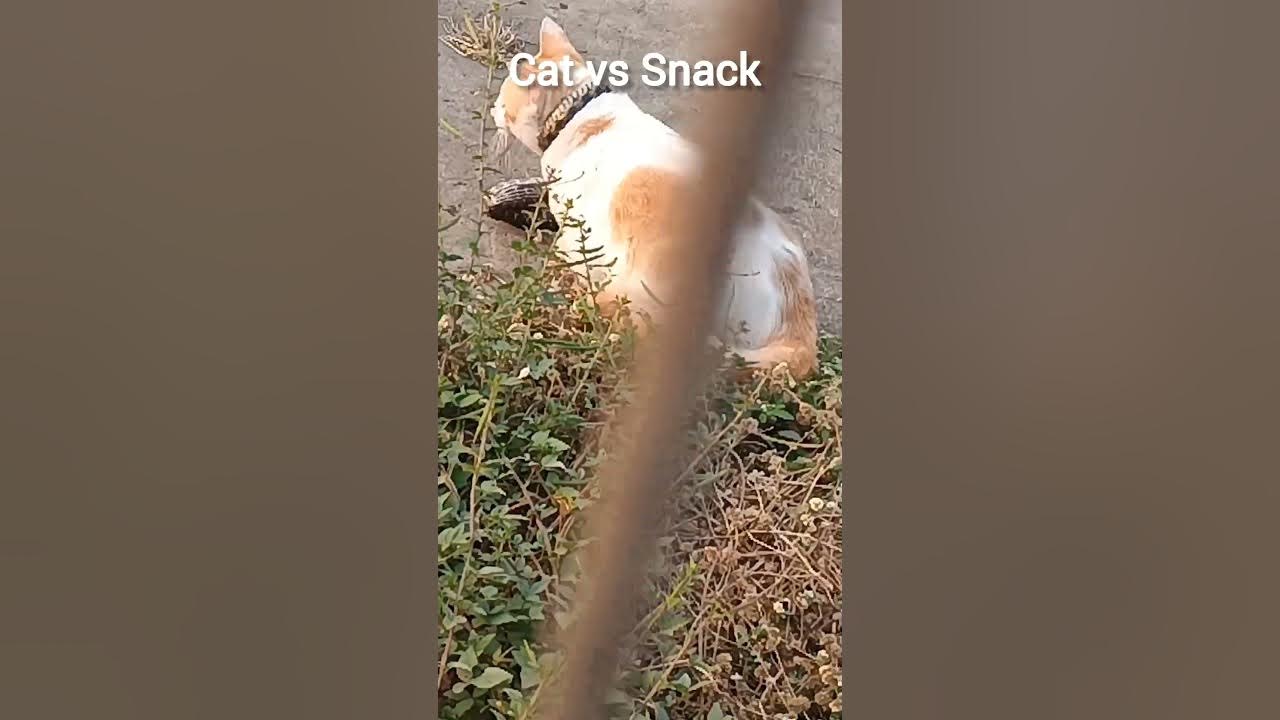 snake vs cat fight - YouTube