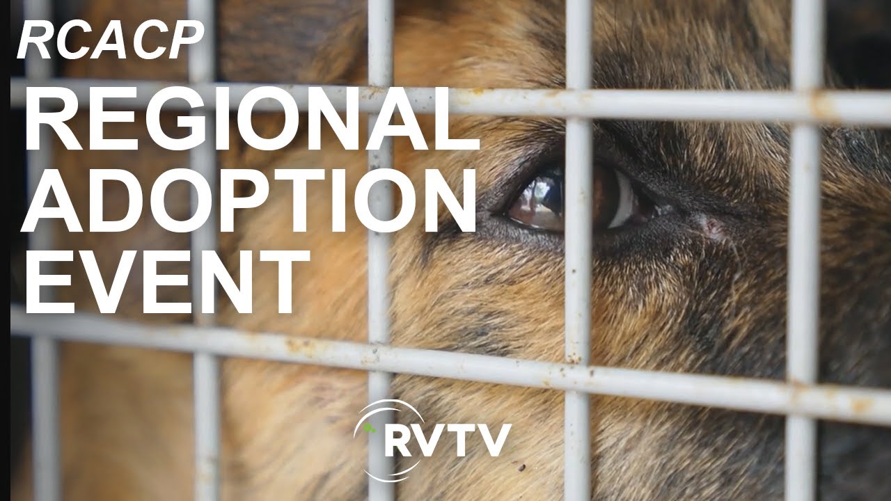 Local Animal Shelters Work Together to Address Urgent Adoption Need ...