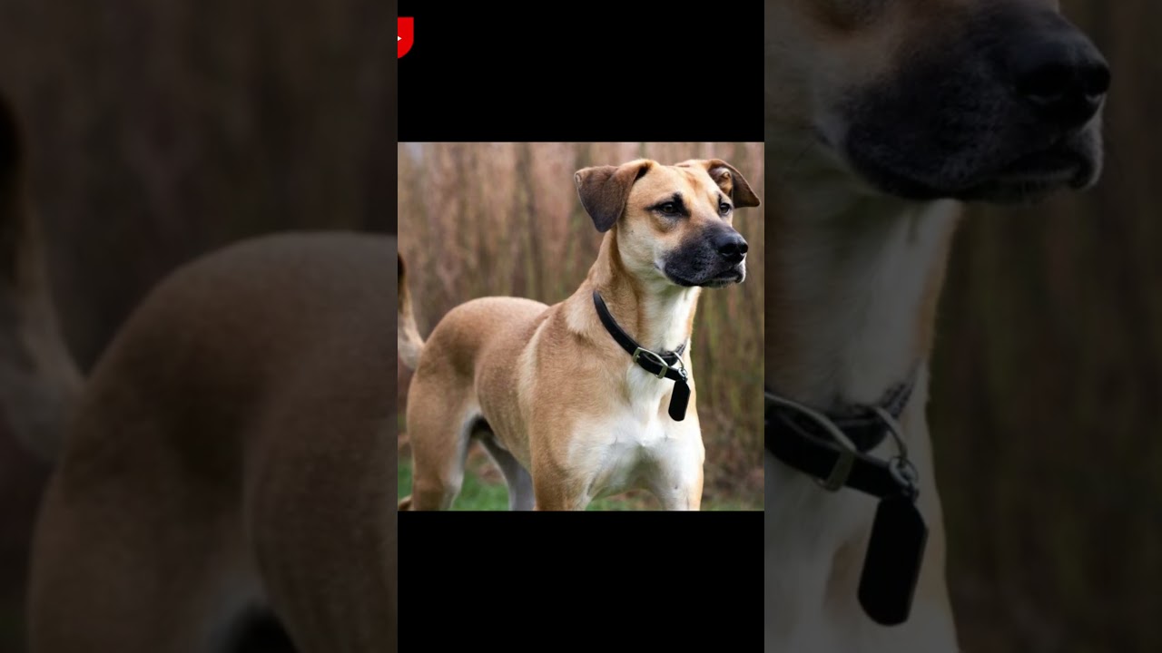 Boca Negra Cur Es Este El Mejor Perro De Caza