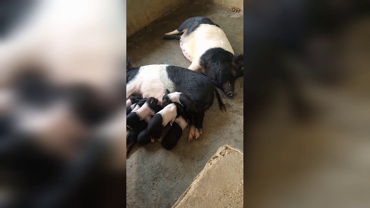 Pure Hampshire piglets available in my farm - YouTube