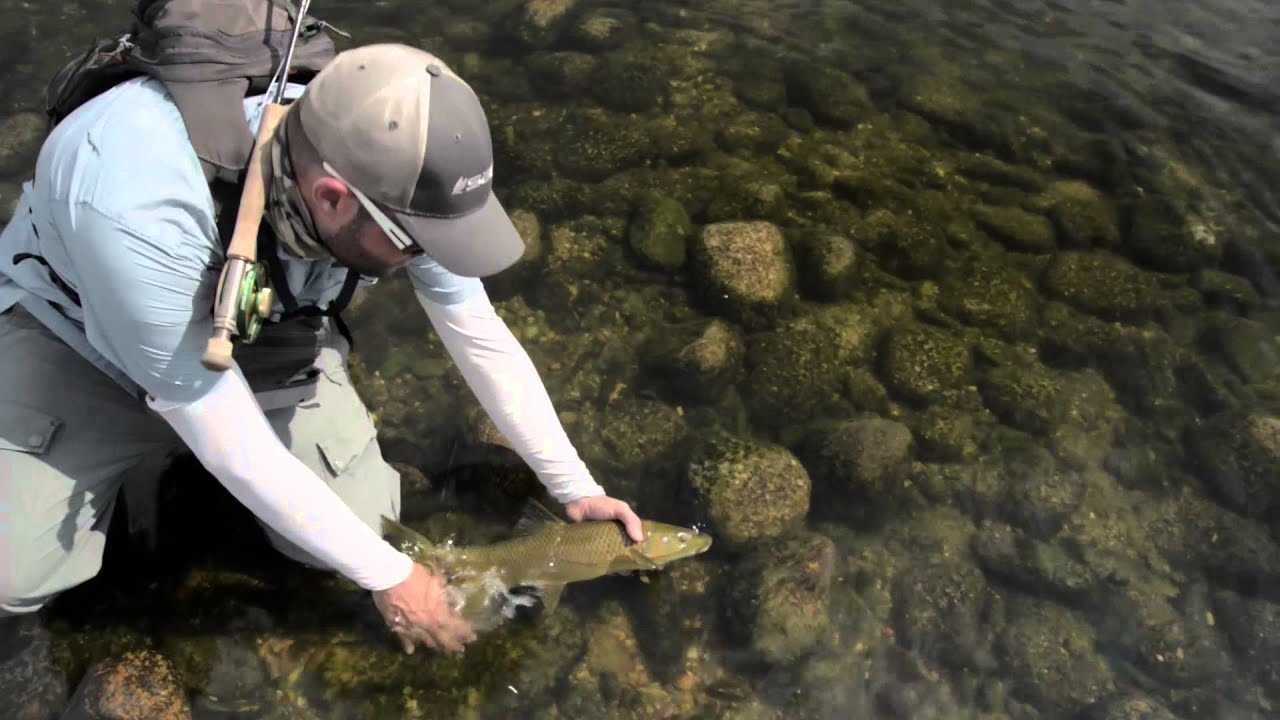 Barbel fly fishing in Spain - Golden Bones - YouTube