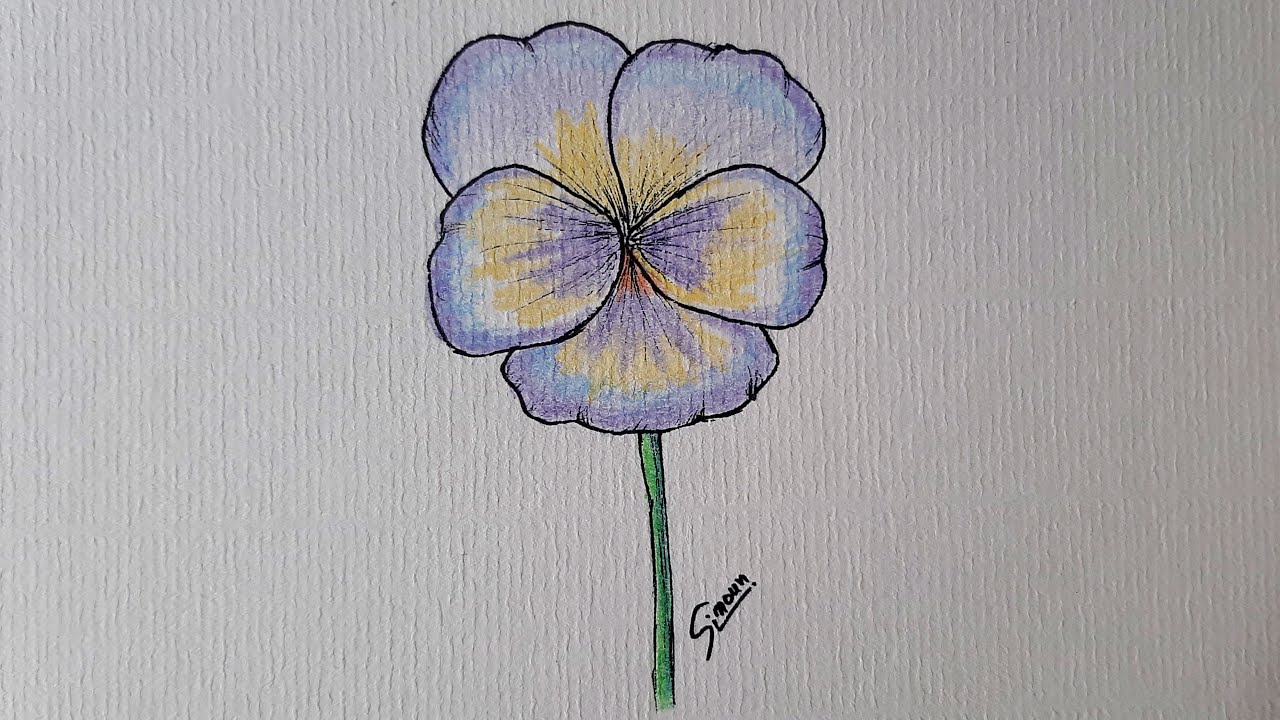 Pansy Drawing #shorts | Sinoun Drawing - YouTube