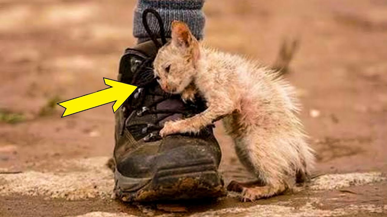 The mother cat BURIED the kitten in the mud. But it miraculously ...