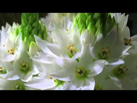 Как распускаются цветы  Очень красиво!