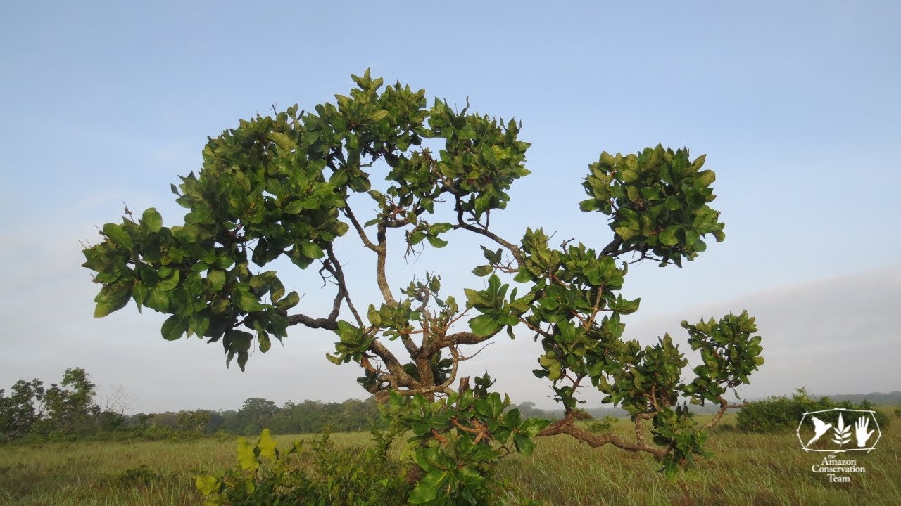 Forest types of Suriname: Savanna and marsh savanna forest in the ...
