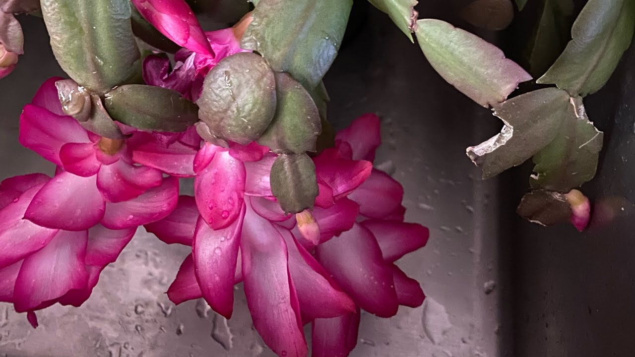 SAVE THE NOVEMBER CACTUS| What to do - YouTube