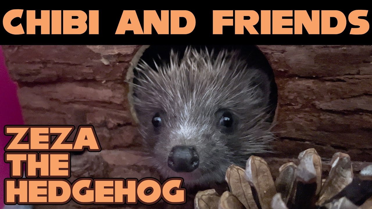 Chibi and friends | "Zeza the hedgehog" - YouTube