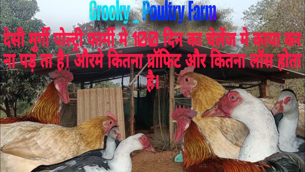 देसी मुर्गी पोल्ट्री फार्मी मे काया काया कर न पड़ ता है। और कितना ...