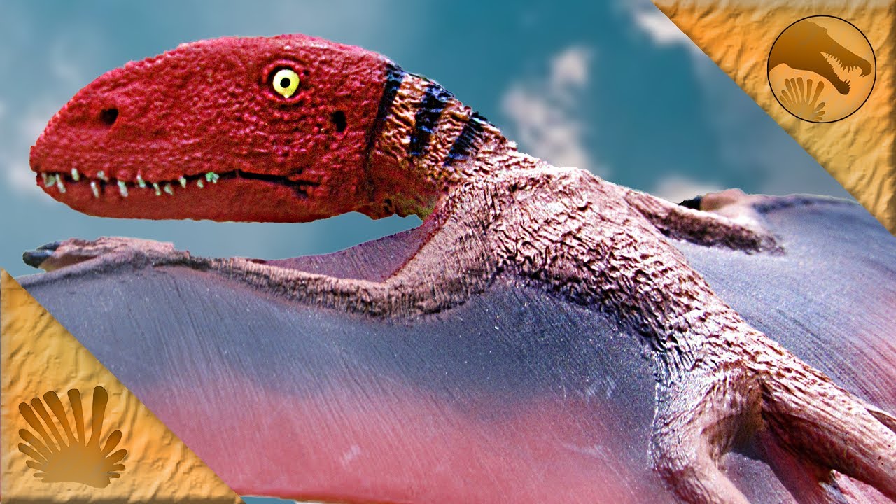 Safari Ltd. 2013 Dimorphodon || Beautifully Colored Pterosaur! - YouTube
