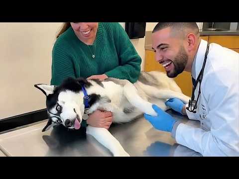 Huskies Being DRAMATIC... Best of 2026 🤣 NEW Funny Dog Videos