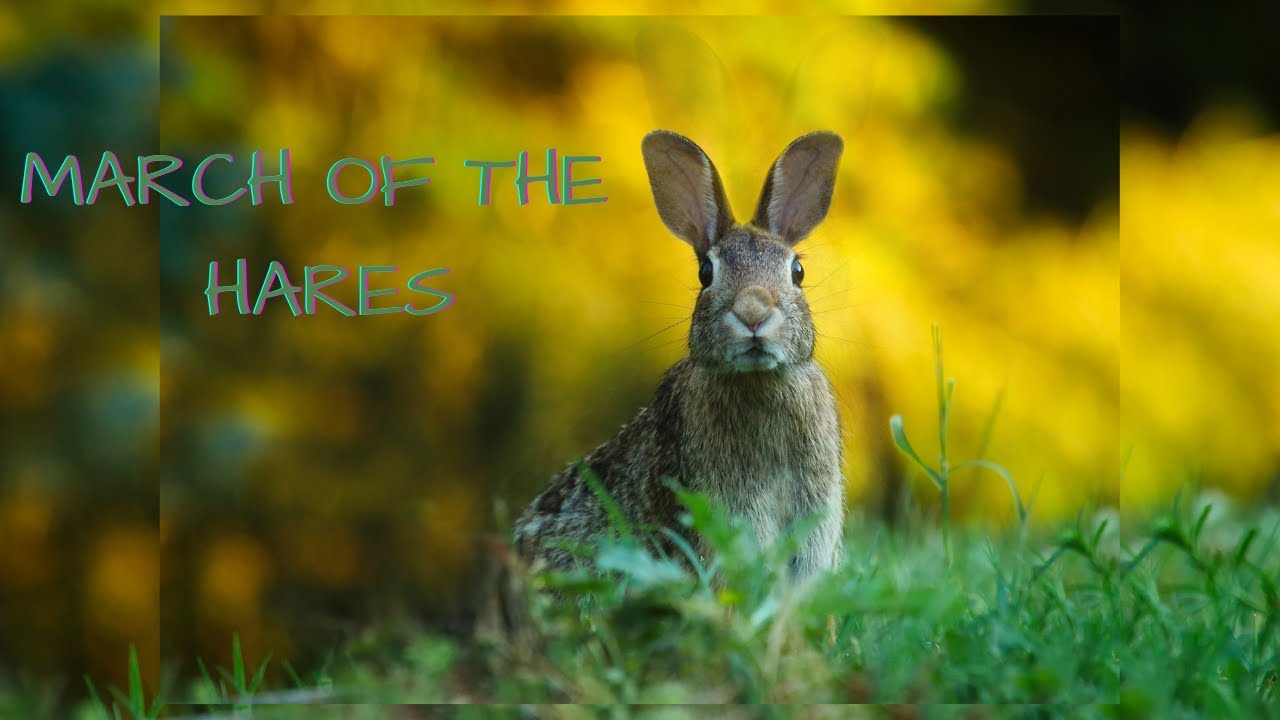 March Of The Hares ----NATHAN MOORE | March Hare Madness | Theme Song ...