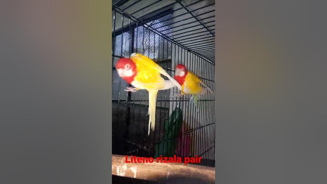 lutino rosella parrots - YouTube
