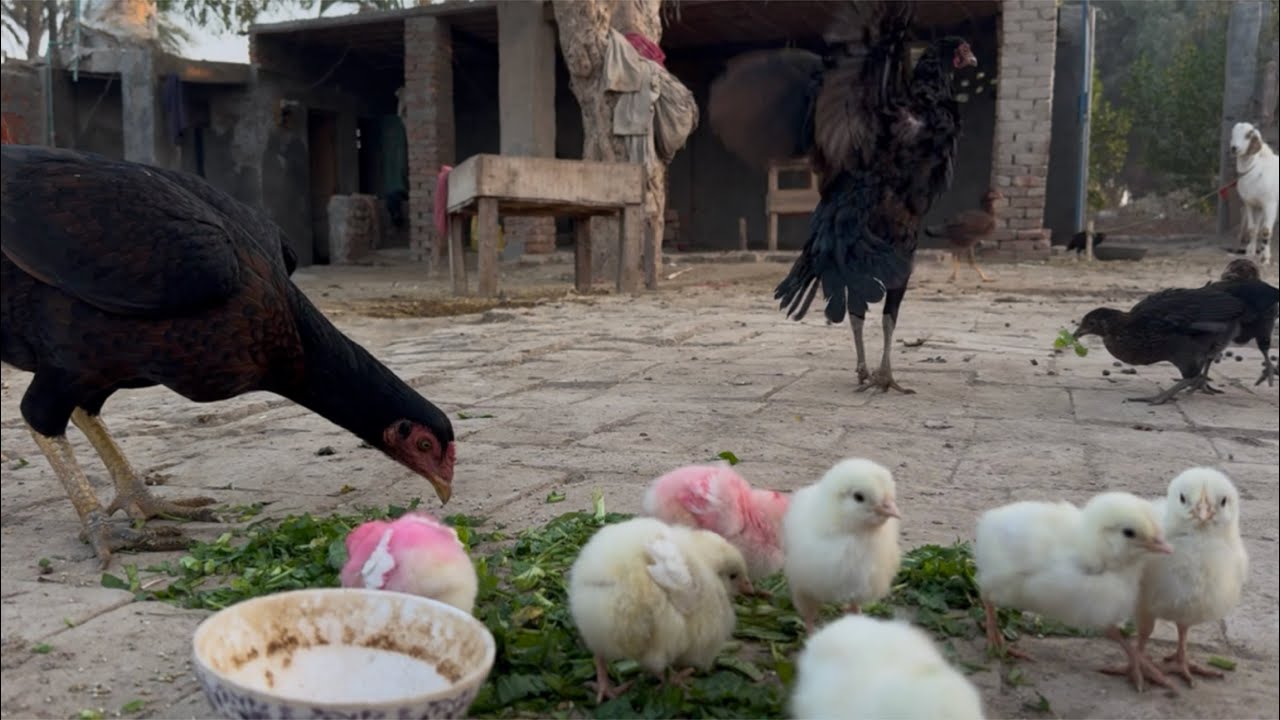 Mother Hen Protecting Her Baby Chicks | Cute Hen Covering Chicks Under ...