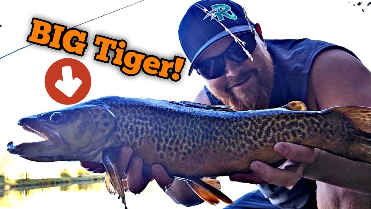 Shore Fishing Alberta's Busiest Lake for BIG Trout! pt.2 - YouTube