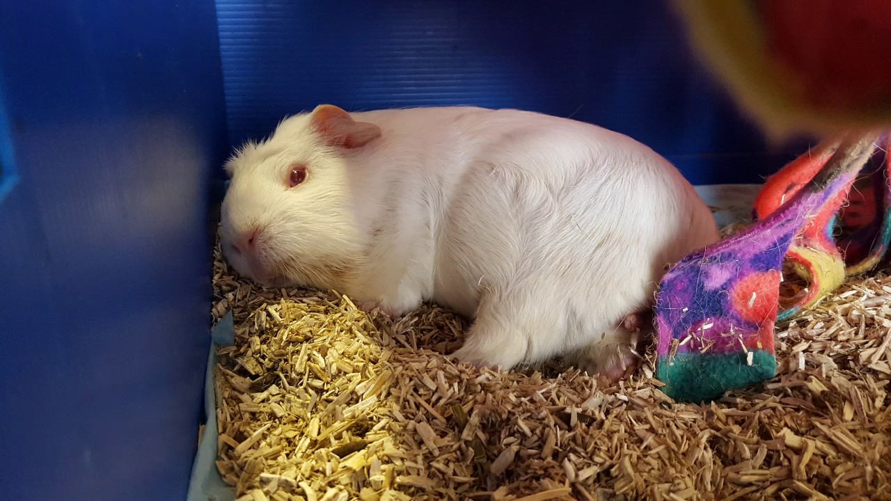 Larry the sleepy Guinea pig - YouTube