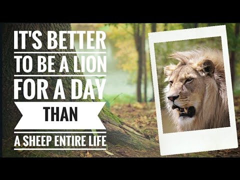 It's better to be a Lion for a day than a Sheep all your life| Lion ...