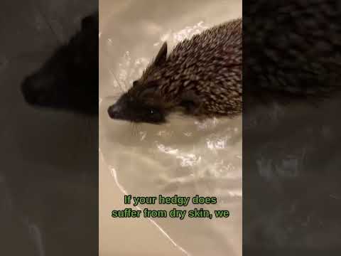 Why Does My Hedgehog Have Dry Skin