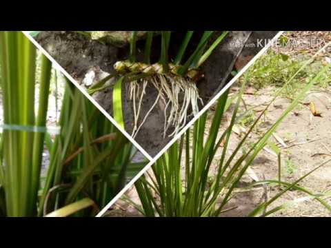 Jerangau..tumbuhan misteri..😮 - YouTube