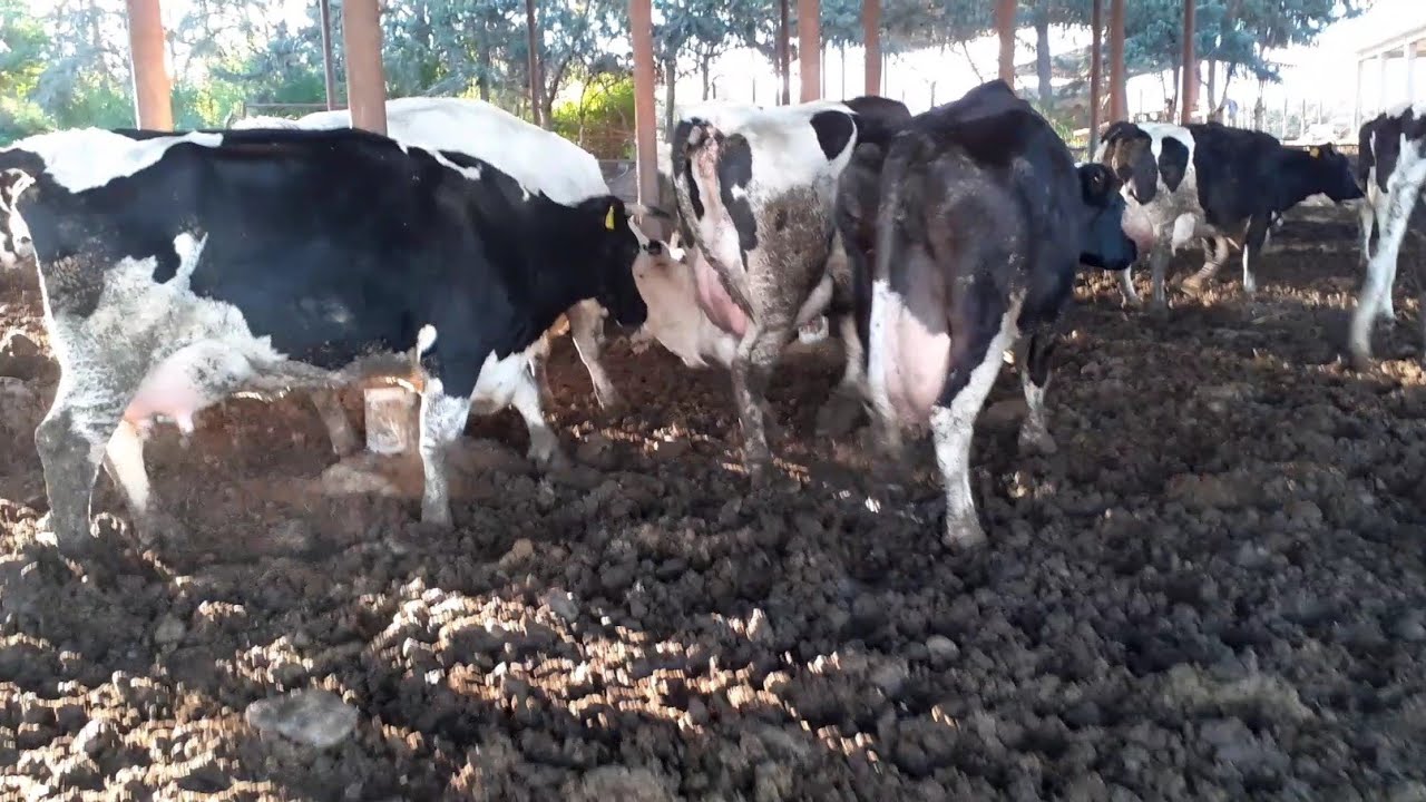 Cyprus dairy farm milking cows //Turkish cow - YouTube