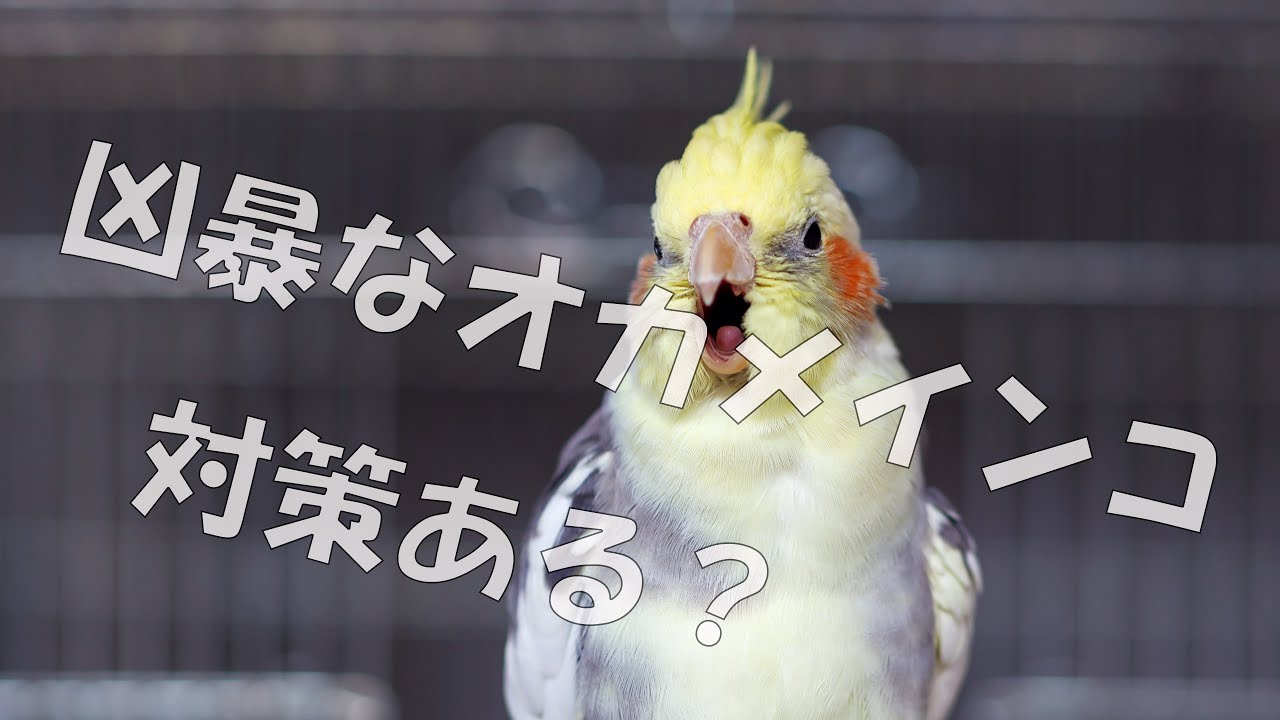 『インコの日常』凶暴なオカメインコへの対策笑 Youtube