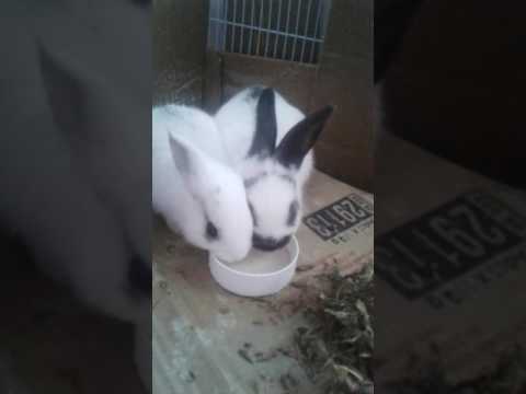 Dovwanlar su icir unutmayin