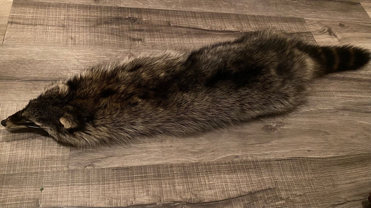 How to Tan a Raccoon at home - part 1 - skinning - YouTube