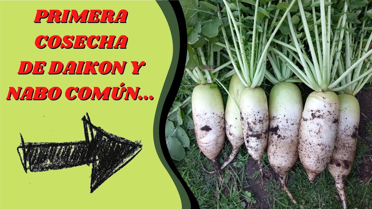 PRIMERA COSECHA DE DAIKON Y NABO COMÚN... - YouTube